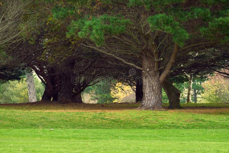 Huge trees in the park stock image. Image of environment - 264432789