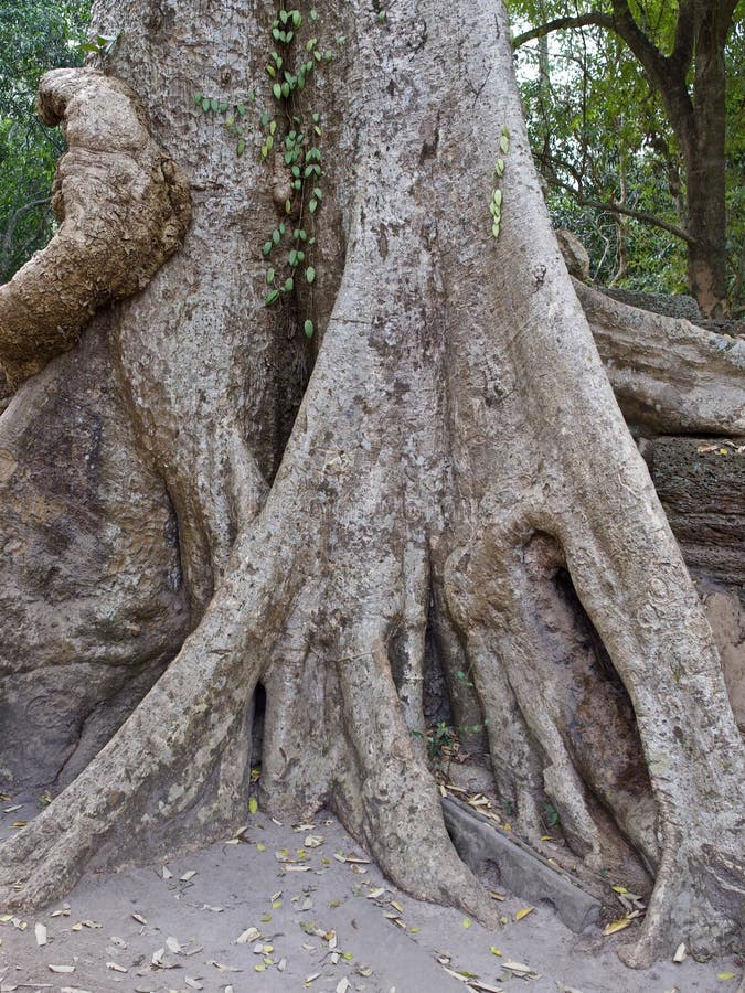 Huge Trees with a Powerful Root System Stock Photo - Image of ...
