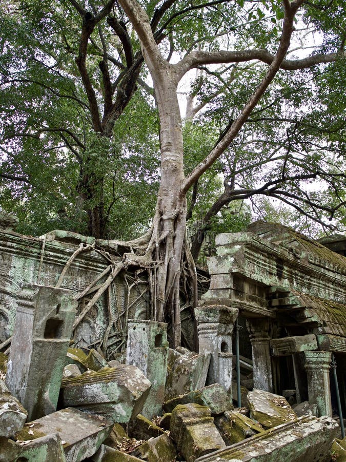 Huge Trees with a Powerful Root System Stock Image - Image of huge ...