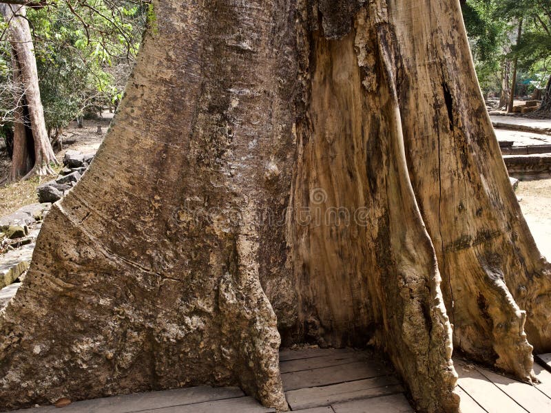 Huge Trees with a Powerful Root System Stock Photo - Image of tree ...