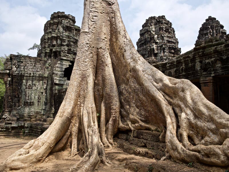 181 Complex Root System Tree Stock Photos - Free & Royalty-Free Stock ...