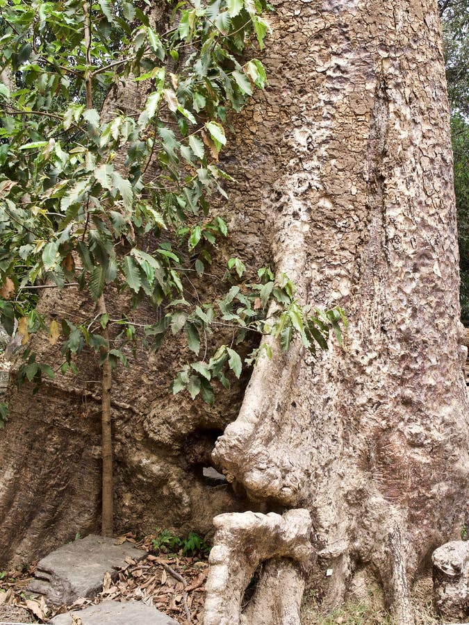Huge Trees with a Powerful Root System Stock Image - Image of mammoth ...