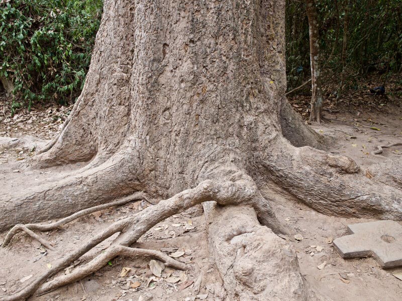 Huge Trees with a Powerful Root System Stock Image - Image of radix ...