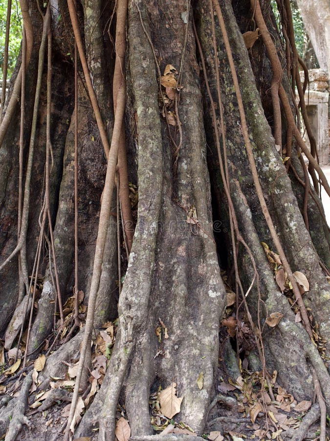 Huge Trees with a Powerful Root System Stock Photo - Image of ...