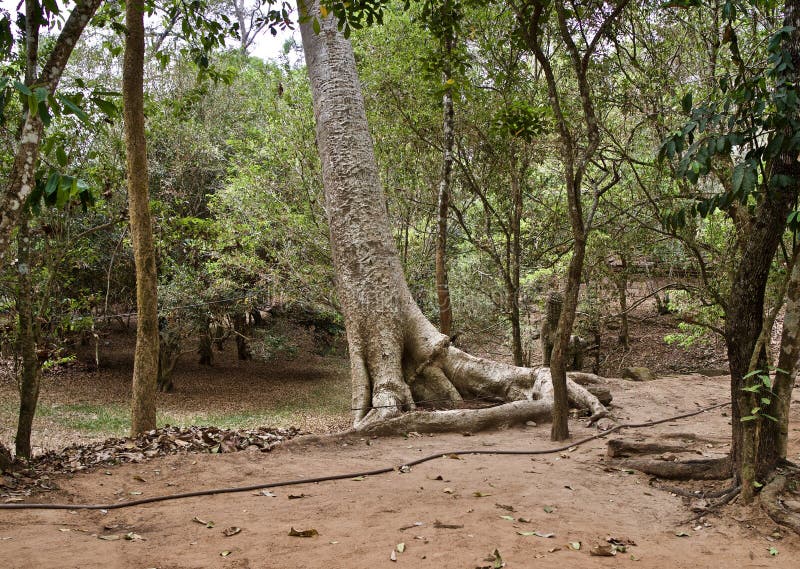 Huge Trees with a Powerful Root System Stock Image - Image of tree ...