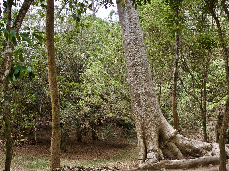 Huge Trees with a Powerful Root System Stock Photo - Image of radix ...