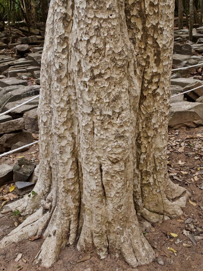 Huge Trees with a Powerful Root System Stock Image - Image of base ... Huge Trees with a Powerful Root System Stock Image - Image of base ...