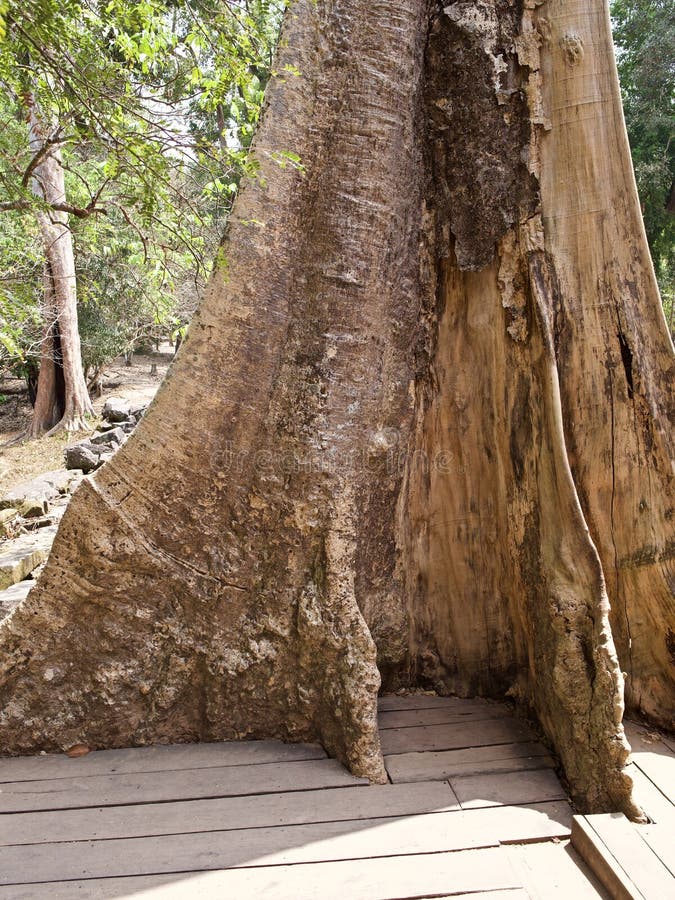 Huge Trees with a Powerful Root System Stock Image - Image of ...