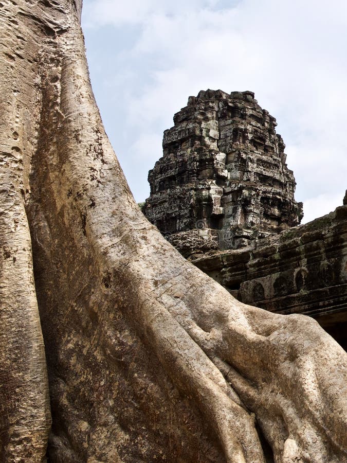 Huge Trees with a Powerful Root System Stock Photo - Image of tropics ...