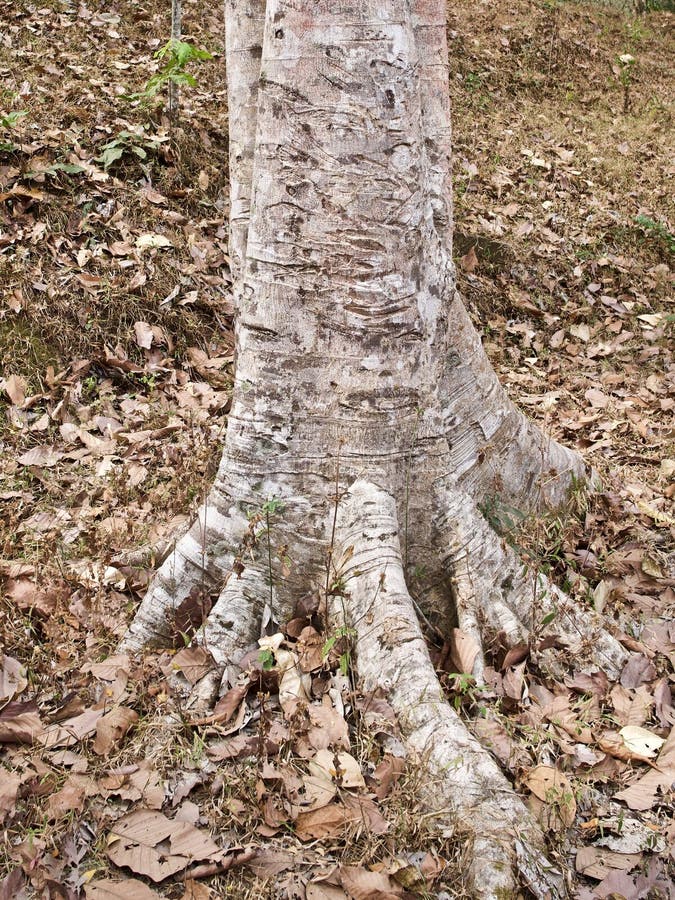 Huge Trees with a Powerful Root System Stock Photo - Image of tropics ...