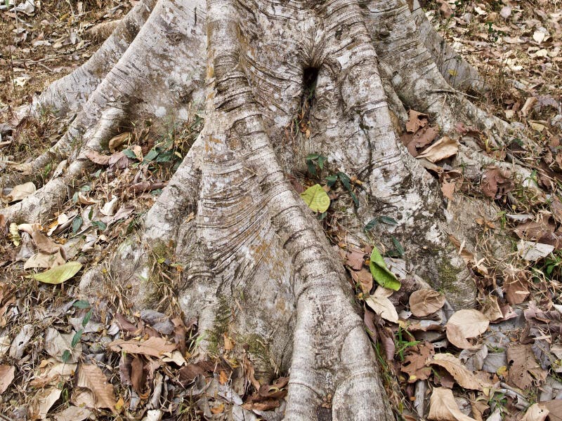 Huge Trees with a Powerful Root System Stock Image - Image of tree ...