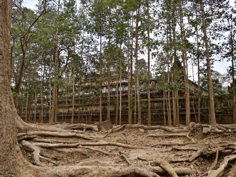 Huge Trees with a Powerful Root System Stock Photo - Image of vast ...