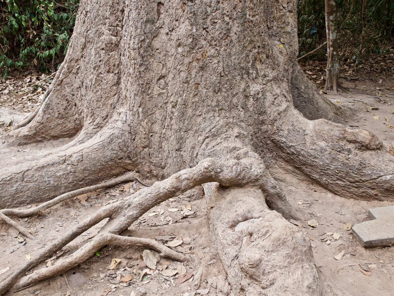 Huge Trees with a Powerful Root System Stock Image - Image of base ...