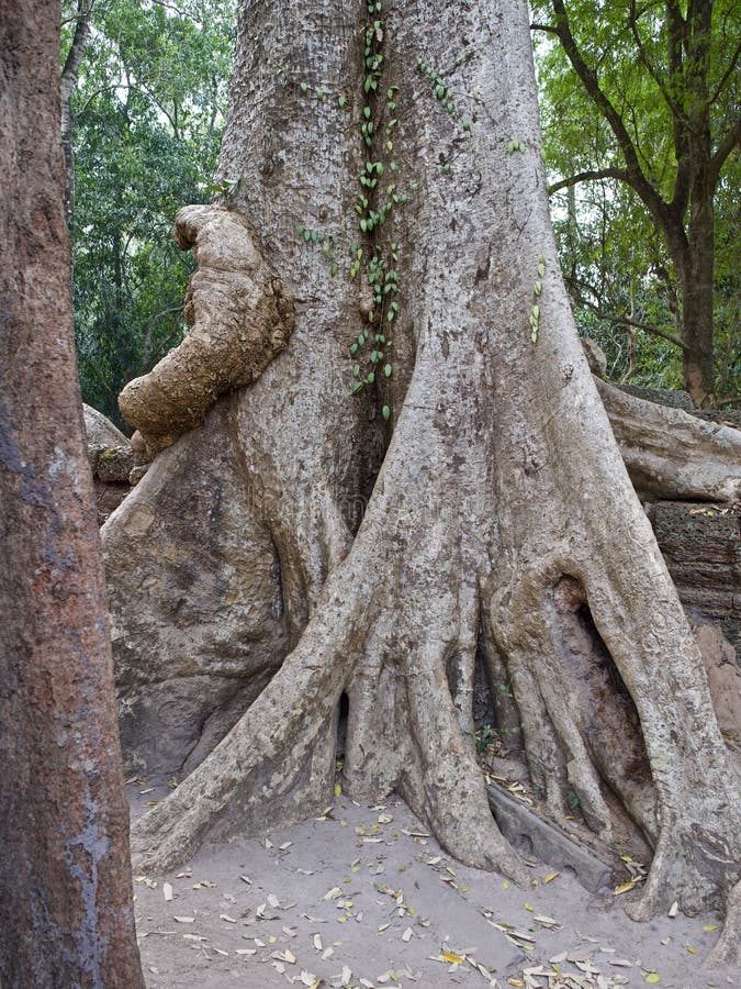 Huge Trees with a Powerful Root System Stock Photo - Image of tropics ...