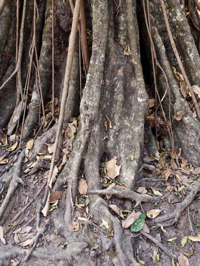 Huge Trees with a Powerful Root System Stock Photo - Image of flora ...
