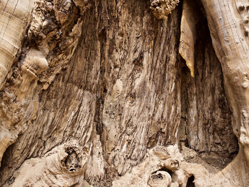 Huge Trees with a Powerful Root System Stock Photo - Image of radical ...