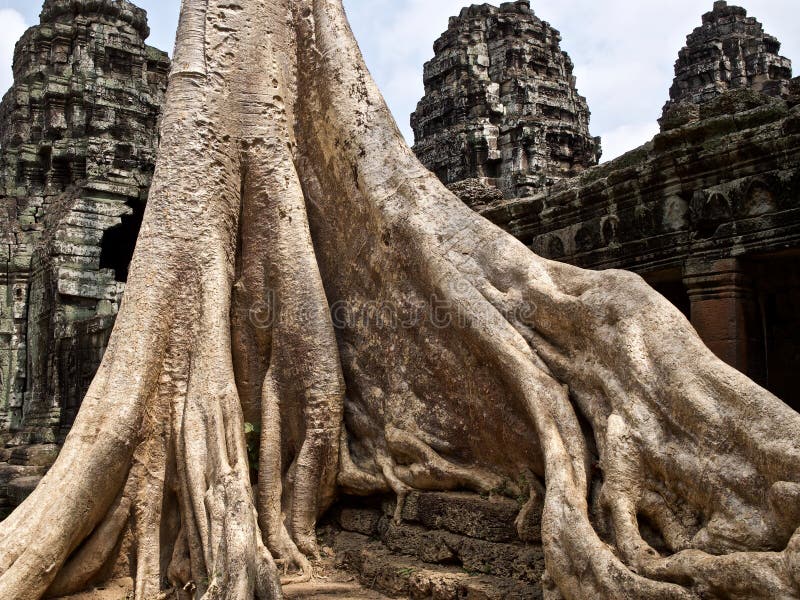 Huge Trees with a Powerful Root System Stock Image - Image of base ...