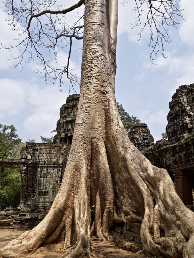 181 Complex Root System Tree Stock Photos - Free & Royalty-Free Stock ...