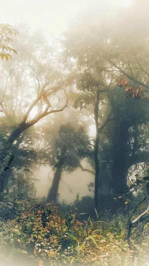 Huge Trees Rise Above the Mist that Descends Over the Forest on a ...