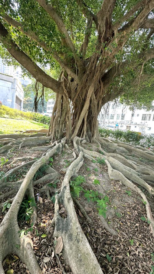 Huge Trees and Roots in Public Outdoor Park Stock Photo - Image of ...
