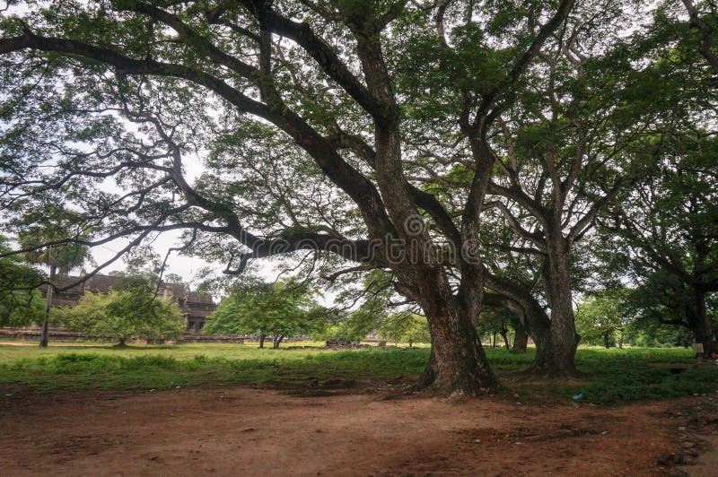 Huge Trees, with Strong Branches on it. Stock Image - Image of nature ...