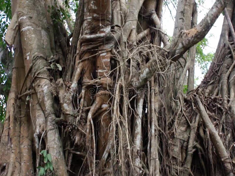 A Huge Tropical Tree. Philippines. Palawan Island. Stock Video - Video ...