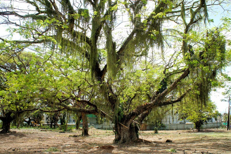 The Trunk of a Huge Tropical Tree . Palawan Island Stock Photo - Image ...