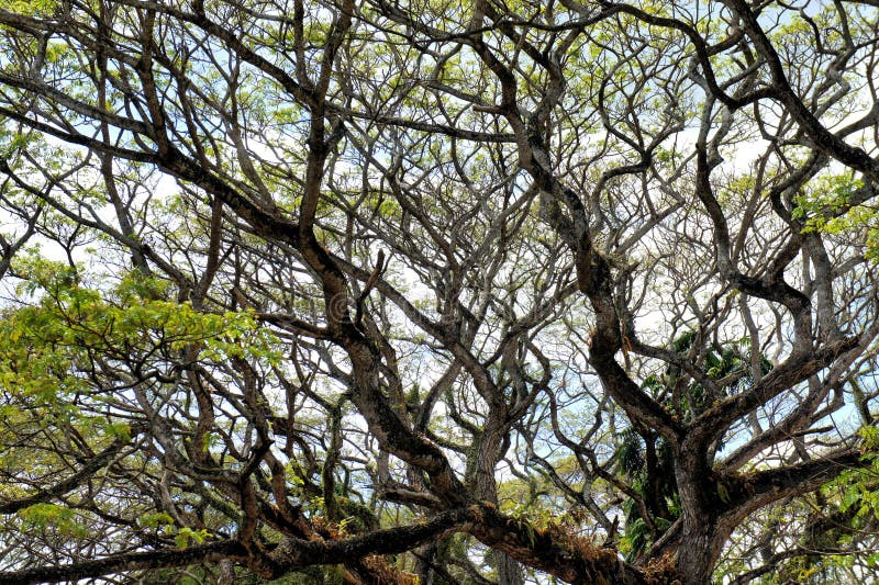 A Huge Tropical Tree. Philippines. Palawan Island. Stock Image - Image ...