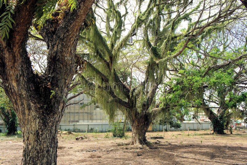 A Huge Tropical Tree. Philippines. Palawan Island. Stock Photo - Image ...