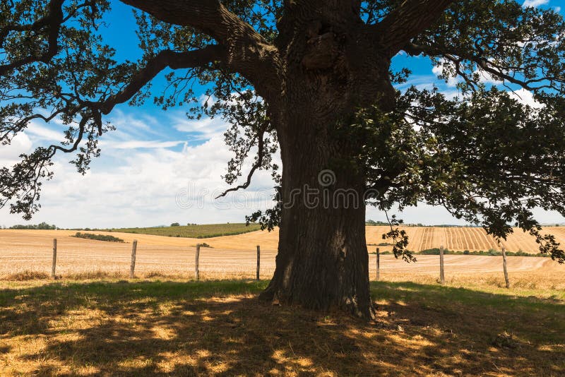 Huge Trunk of the Ancient Oak Tree Stock Photo - Image of idyllic ...