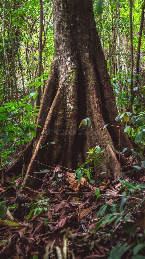 Huge trunk of a tree stock photo. Image of wallpaper - 101080078
