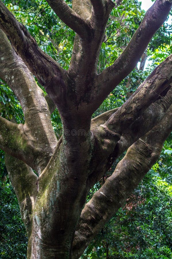 Huge Trunk of the Tree with Many Branches Stock Photo - Image of canopy ...