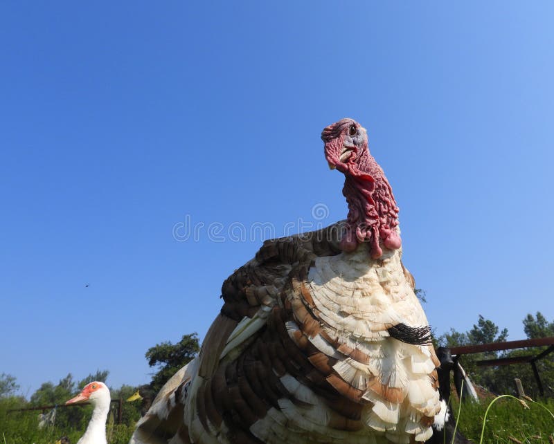 Huge Turkey Bird Staring at Camera Stock Photo - Image of colours ...
