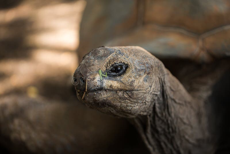 Huge Turtle Closeup Looking at the Camera. Stock Photo - Image of ...