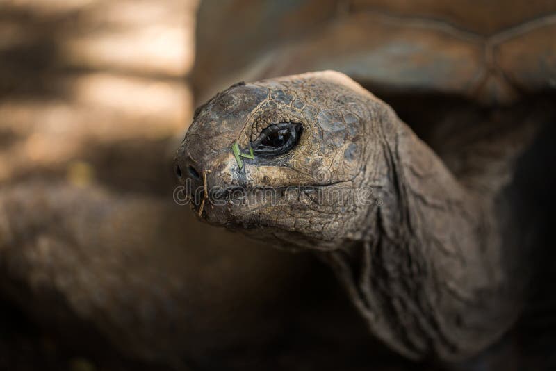 Huge Turtle Closeup Looking at the Camera Stock Photo - Image of ...