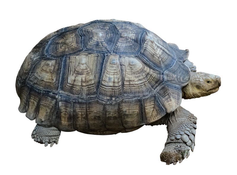 Galapagos turtle stock image. Image of movement, oldage - 2849723