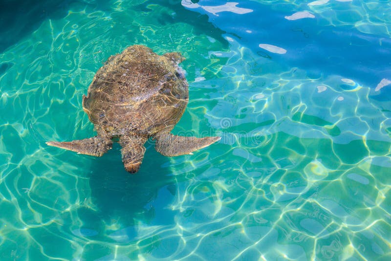 A Huge Turtle Off the Coast in the Mediterranean Sea. Background with ...
