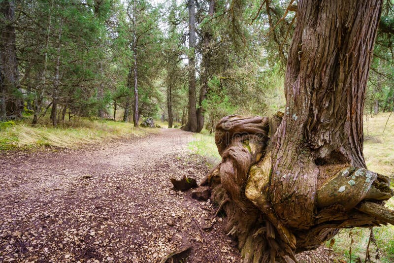Huge Twisted Tree in the Path of the Mysterious Juniper Forest, Sabinar ...