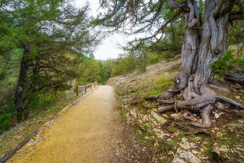 Huge Twisted Tree in the Path of the Mysterious Juniper Forest, Sabinar ...