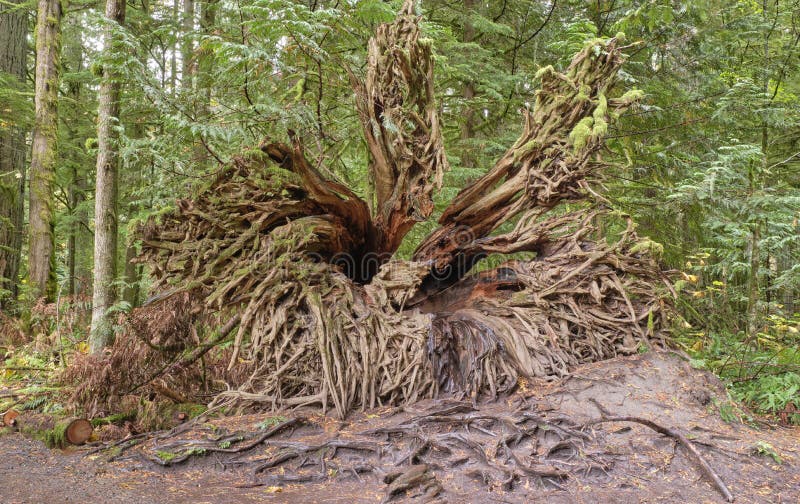 Huge Uprooted Tree Root in Cathedral Grove Rainforest Stock Photo ...