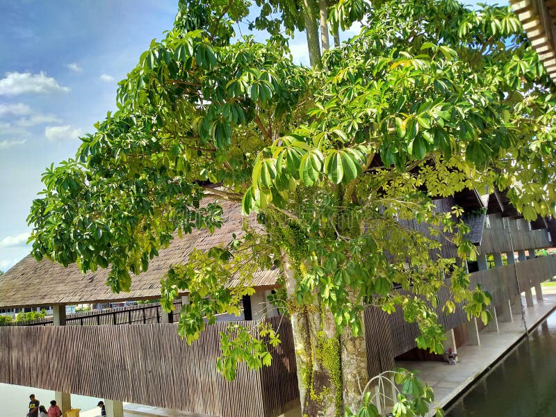 Huge View of the Building and the Green Trees Stock Photo - Image of ...