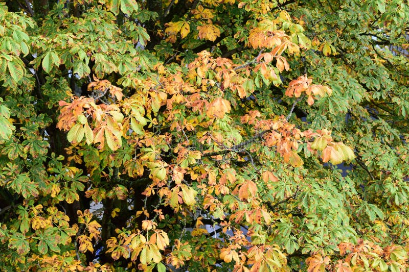 Walnut tree in autumn stock image. Image of leaves, color - 340116983