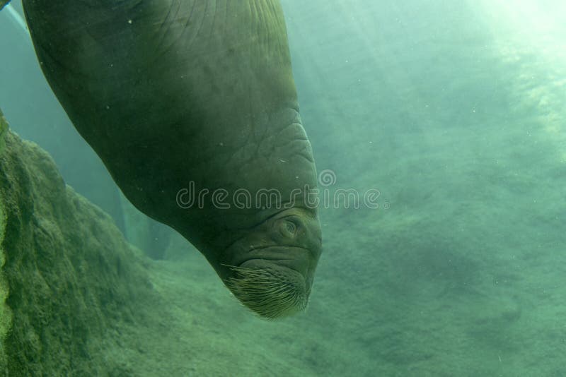 A Walrus, Swimming in a Pool Stock Image - Image of rosmarus, morse ...
