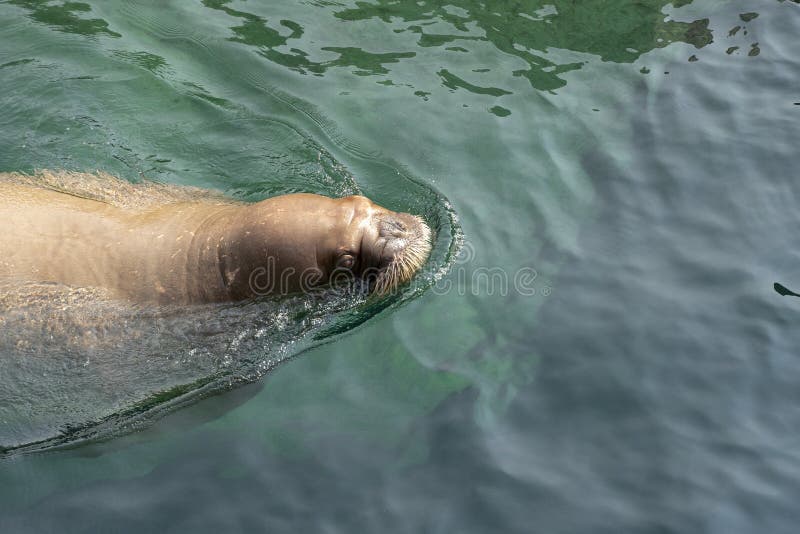 Walrus Swimming Underwater Stock Photos - Free & Royalty-Free Stock ...