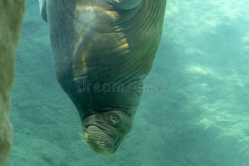 A Walrus, Swimming in a Pool Stock Image - Image of rosmarus, morse ...