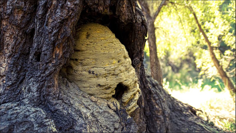 Huge Wasp S Nest Wasp Nest in a Tree Trunk in a Natural Forest Habitat ...