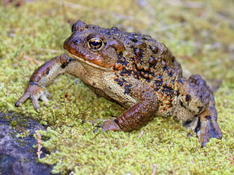 Western Toad stock photo. Image of amphibian, stripe, toads - 140282