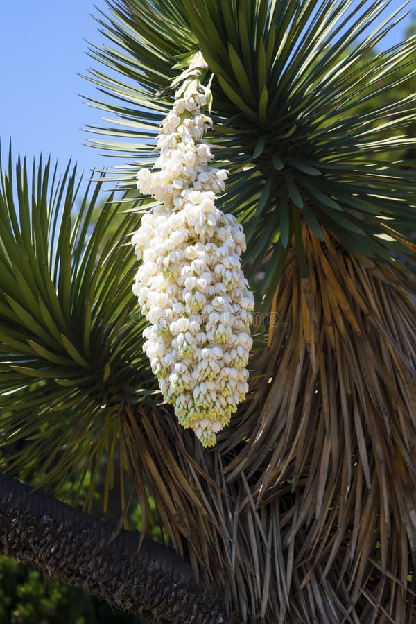 Flowering White Yucca In A Flower And Summer Garden Stock Photo - Image ...