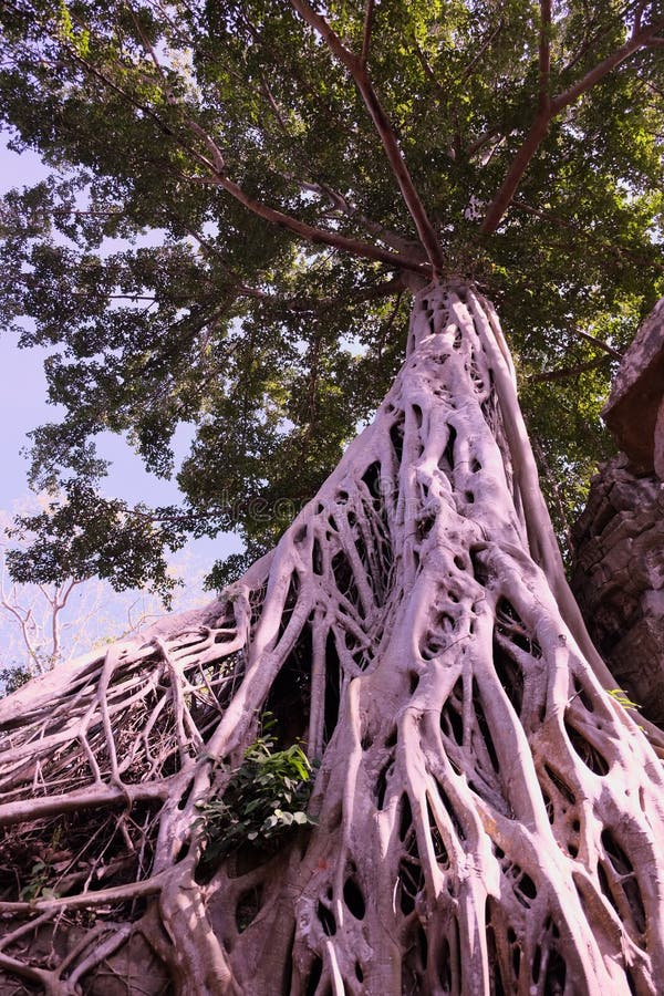 Huge White Roots of Tetrameles Tree. Lush Crown of a Tropical Tree ...