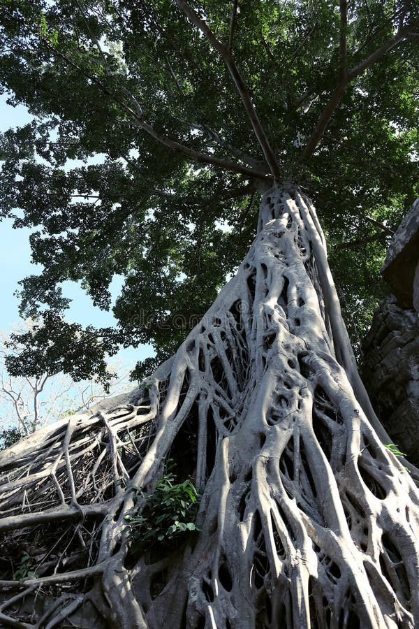 Huge White Roots of Tetrameles Tree. Lush Crown of a Tropical Tree ...